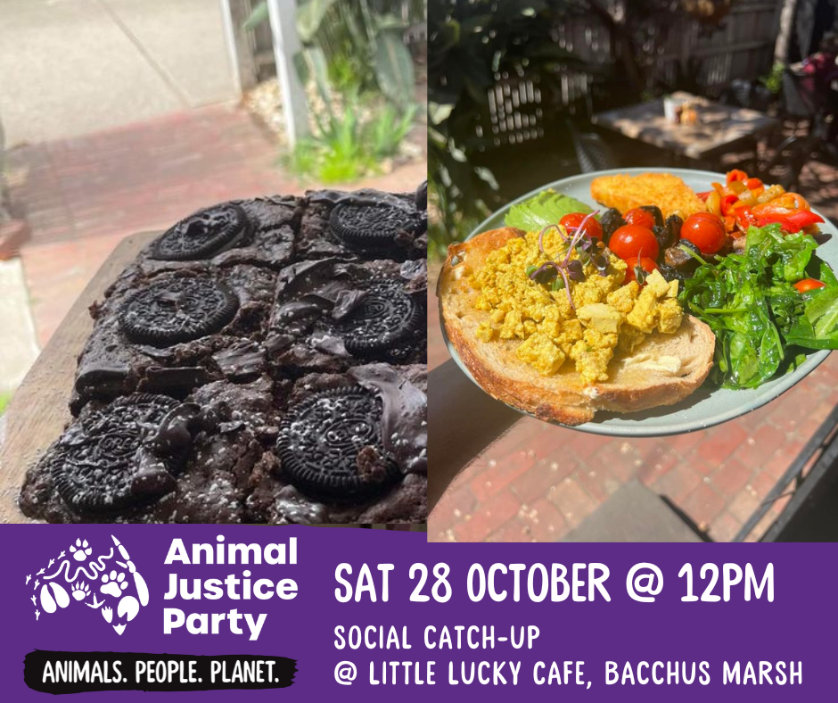Social catch-up at the Little Lucky Cafe - Animal Justice Party Victoria