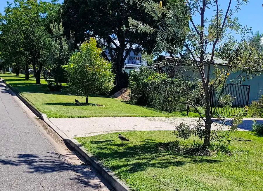 Brisbane Northside, QLD: Casual Verge Garden Visit June 2025 ...