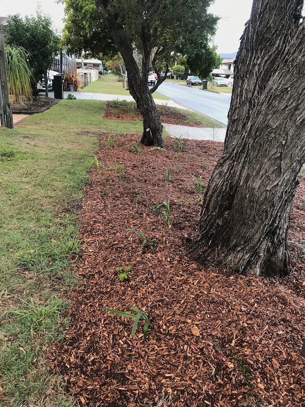 Brisbane Northside, QLD: Casual Verge Garden Visit - Australian ...